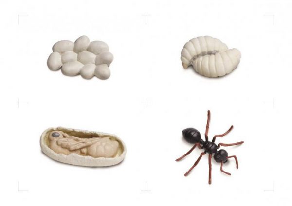 Ant Discussion & Matching Cards - Quality Educational Material | Kid ...