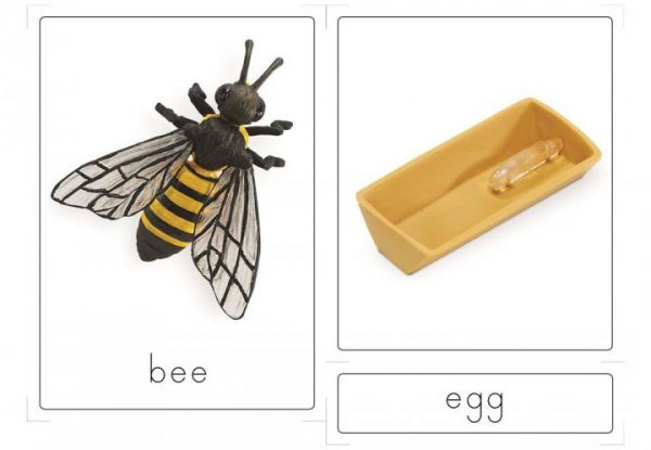 Bee Life Cycle - 3 Part Cards - Quality Educational Material | Kid-ease ...