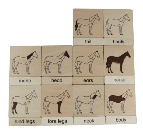 3 Part Classification Cards - Parts of a Horse (10) - Quality ...