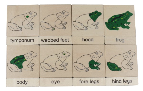 3 Part Classification Cards Parts Of A Frog 8 Quality Educational 