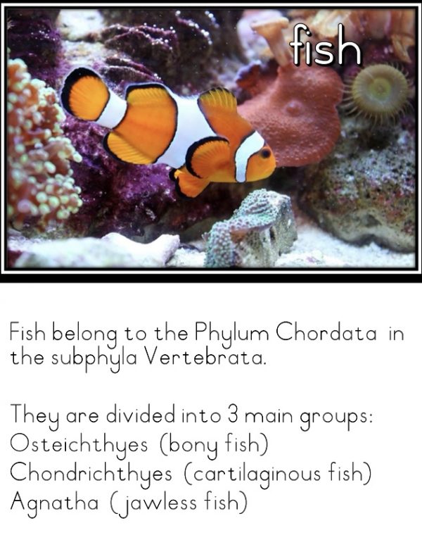 Characteristics of Fish - Quality Educational Material | Kid-ease ...