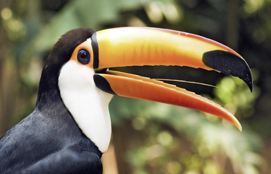 Characteristics of Birds - Quality Educational Material | Kid-ease ...