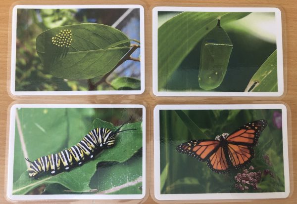 Butterfly Life Cycle - Discussion & Matching Cards - Quality ...