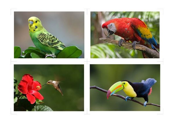Exotic Birds Exercise Cards - Quality Educational Material | Kid-ease ...