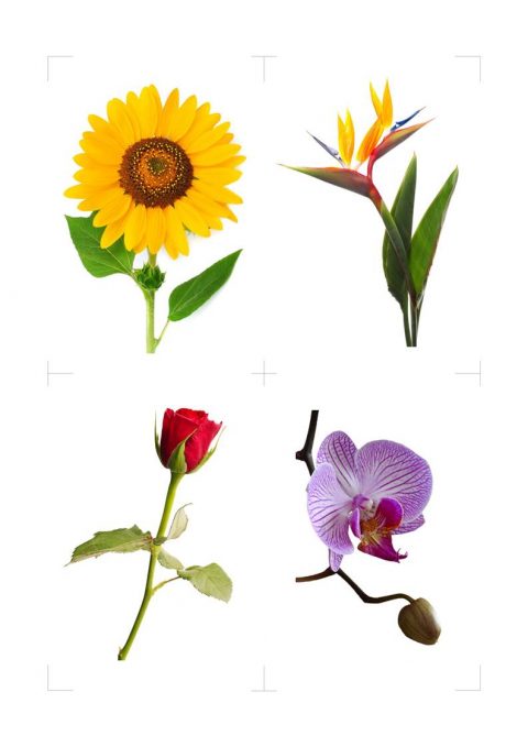 Flower Exercise Cards - Quality Educational Material | Kid-ease ...