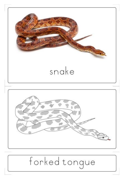 Snake 3 Part Cards - Quality Educational Material | Kid-ease ...