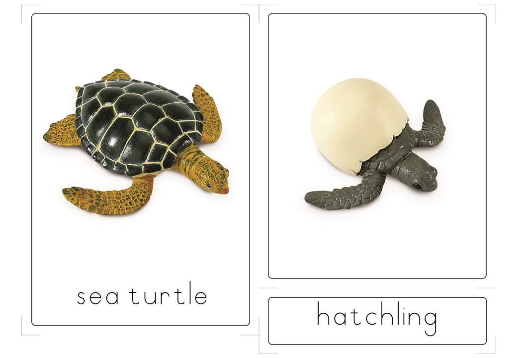Turtle Life Cycle - 3 Part Cards - Quality Educational Material | Kid ...